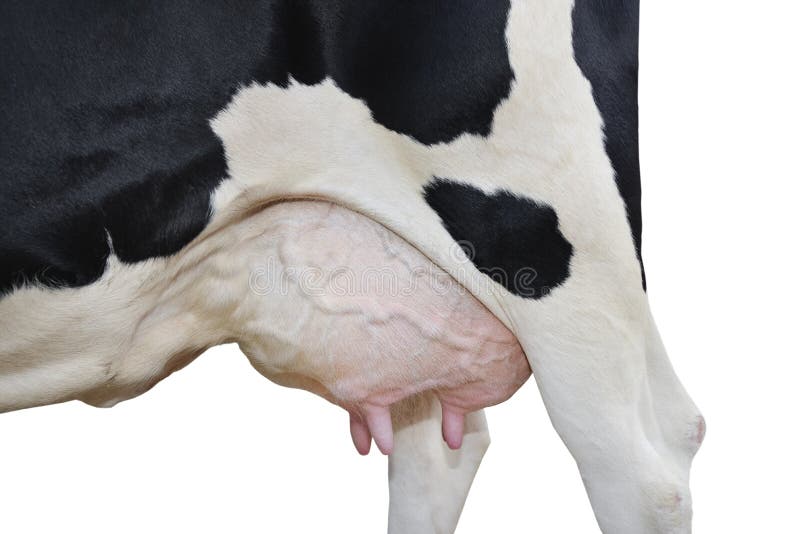 Cow Udder Close Up Isolated on White. Farm Animals Stock Image - Image ...