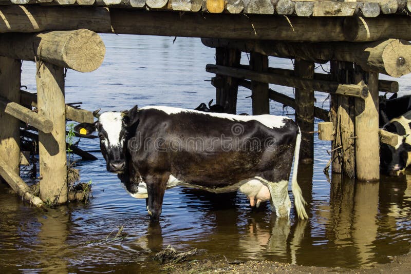 Cow under the bridge stock image. Image of village, coast - 98266059