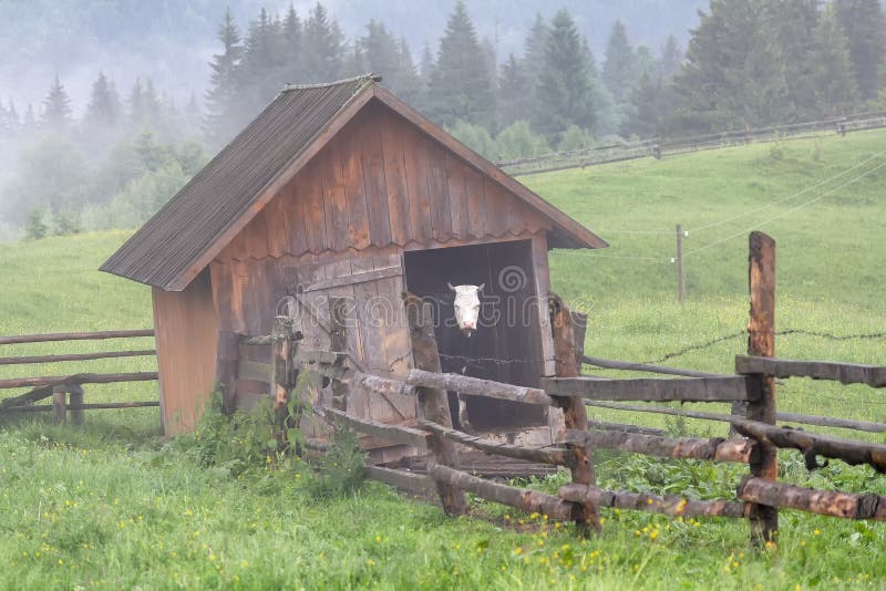 A Cow Under a Canopy on a Mountain Pasture in the Carpathians Stock ...