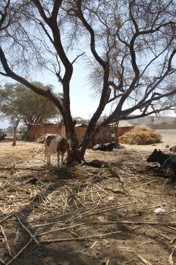 Cow under huarango tree stock photo. Image of claim, acres - 2673412
