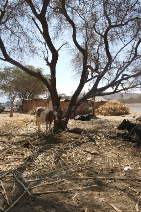 Cow under huarango tree stock photo. Image of claim, acres - 2673412