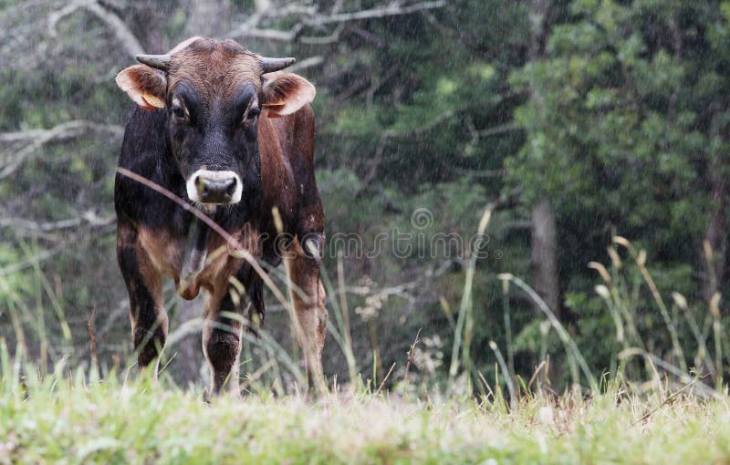 Cow Under The Rain Picture. Image: 86302814