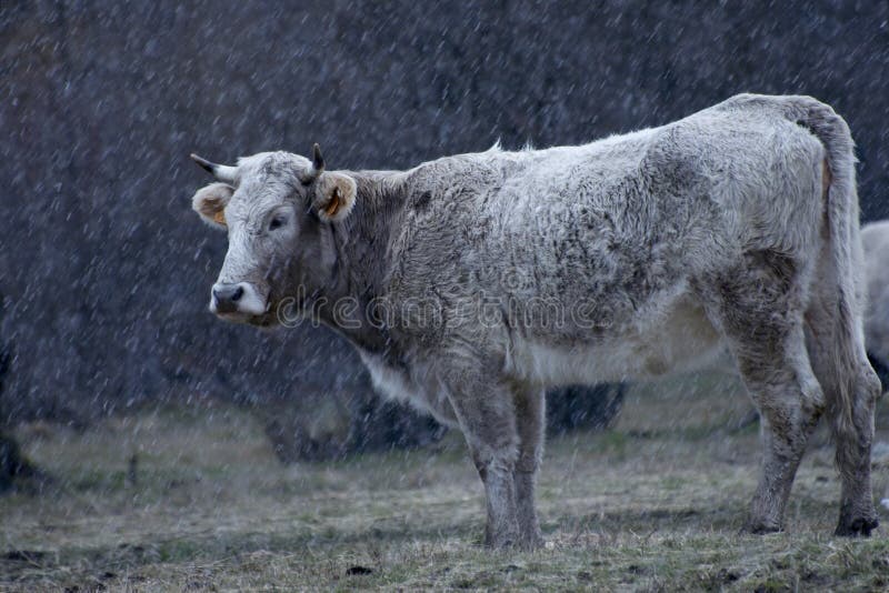 Cow under snow stock image. Image of hardy, snow, frozen - 23765021