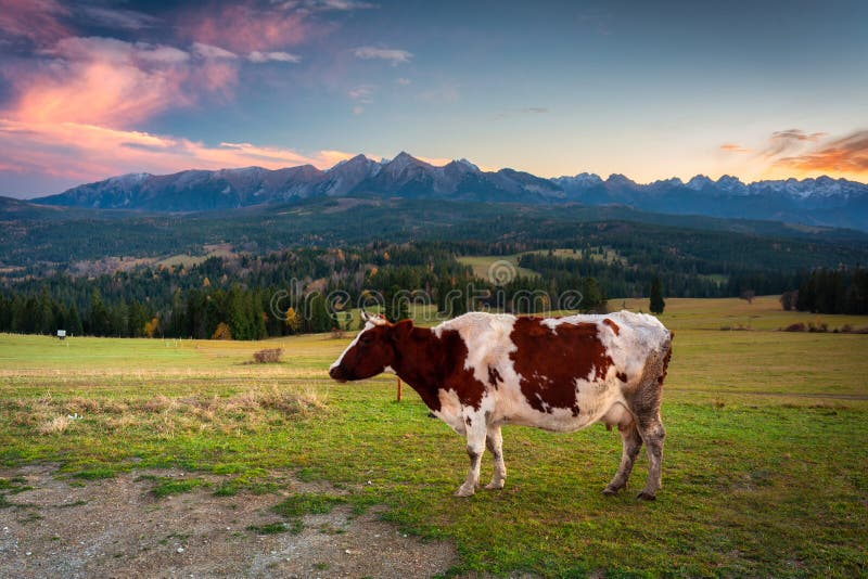A Cow Under the Tatra Mountains at Sunset. the Pass Over Lapszanka in ...