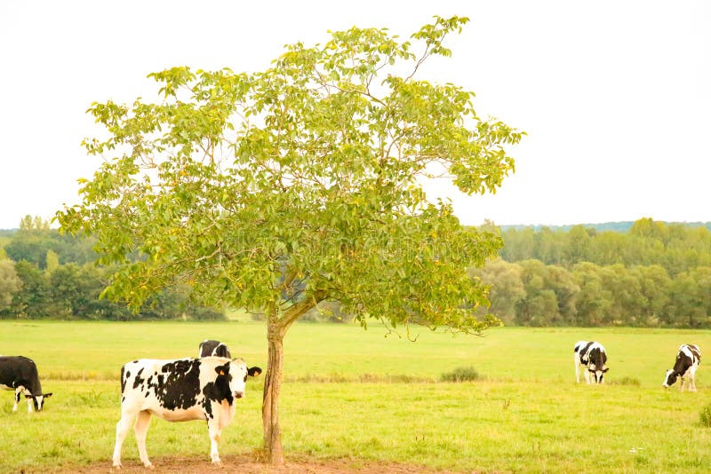 A cow under a tree stock photo. Image of prairie, white - 240567454