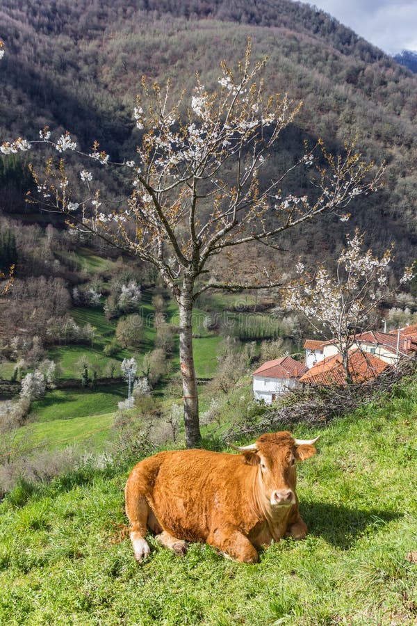 Cow Under a Tree in Picos De Europa National Park Stock Photo - Image ...