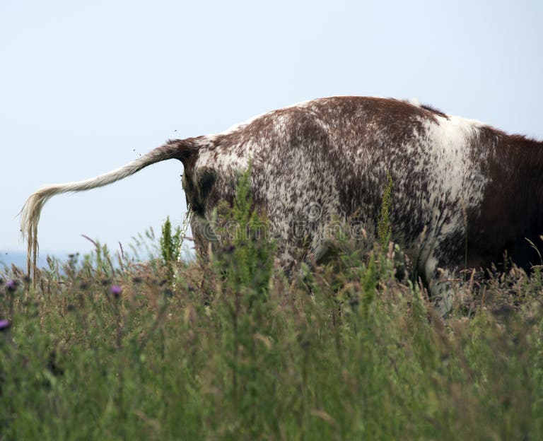 Cow urinating stock image. Image of countryside, mammal - 57093481