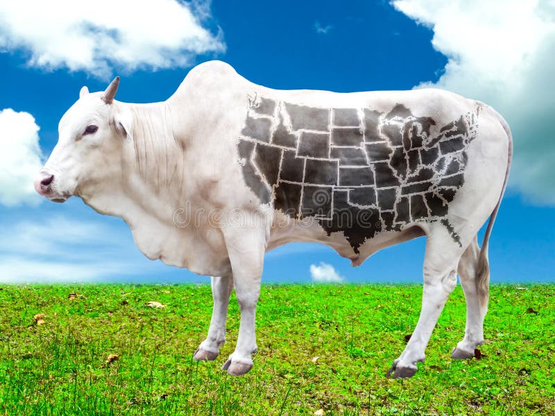 Cow with USA Map in the Field Stock Photo - Image of ecology ...