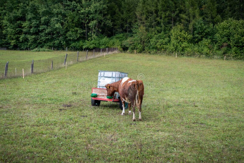 Cow using a watering hole stock photo. Image of forest - 256104670