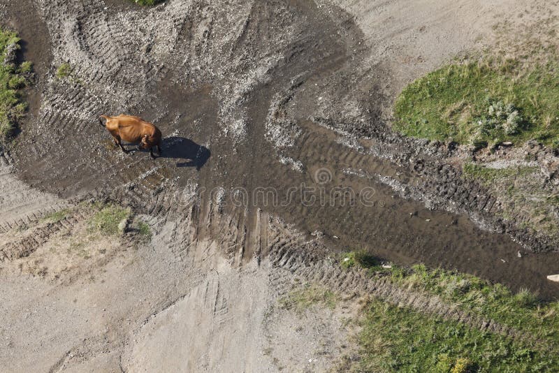 Cow in the valley stock image. Image of beauty, grazing - 28501803