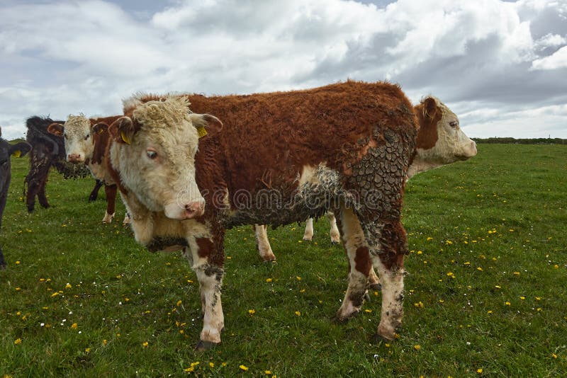 Cow and Veal with a Funny Posture. Stock Image - Image of field, graze ...