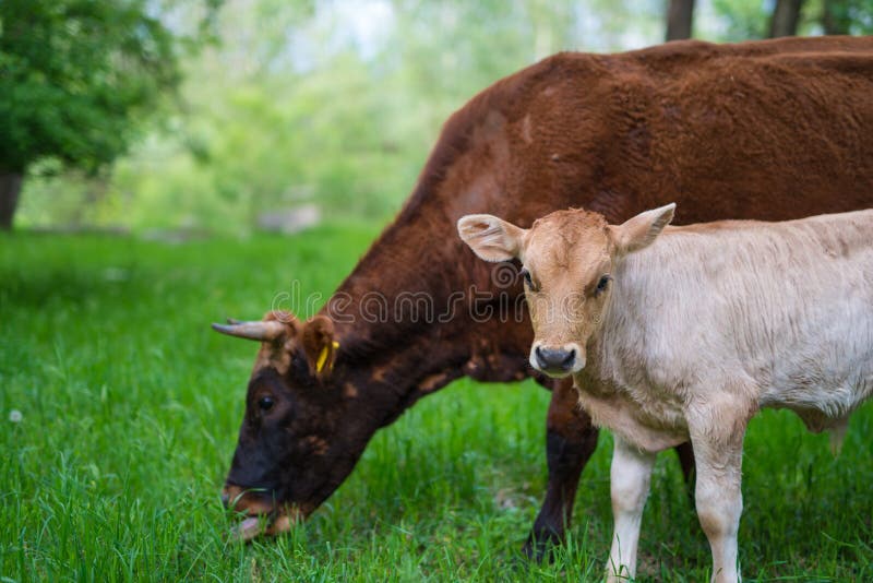 Cow and Veal stock image. Image of motherhood, grass - 54050223