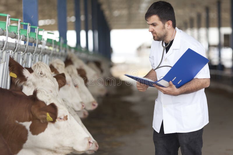 Cow vet stock photo. Image of medicine, coat, kneeling - 75359106