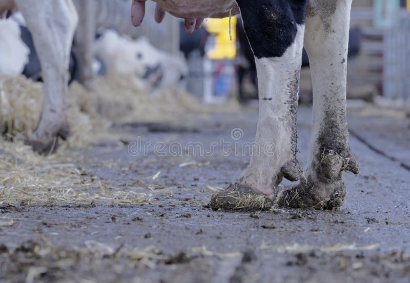 Under view of a dairy cow stock photo. Image of cattle - 127696450