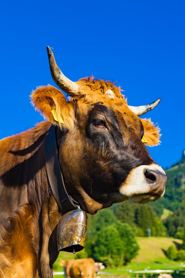 Cow stock image. Image of breeding, dairy, closeup, agriculture - 83013299