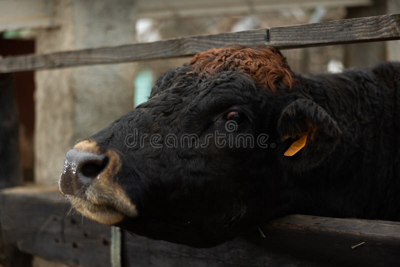 Cow Waiting for Feed in Barn Stock Photo - Image of cattle, breeding ...
