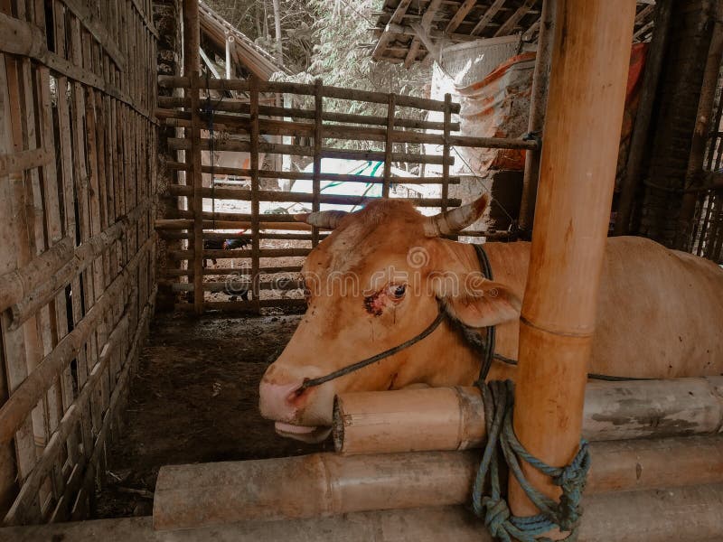 A Cow Waiting for Food from Her Shepherd Stock Image - Image of waiting ...