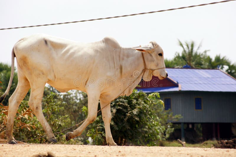 Cow walk stock image. Image of wildlife, mammal, grass - 94803097