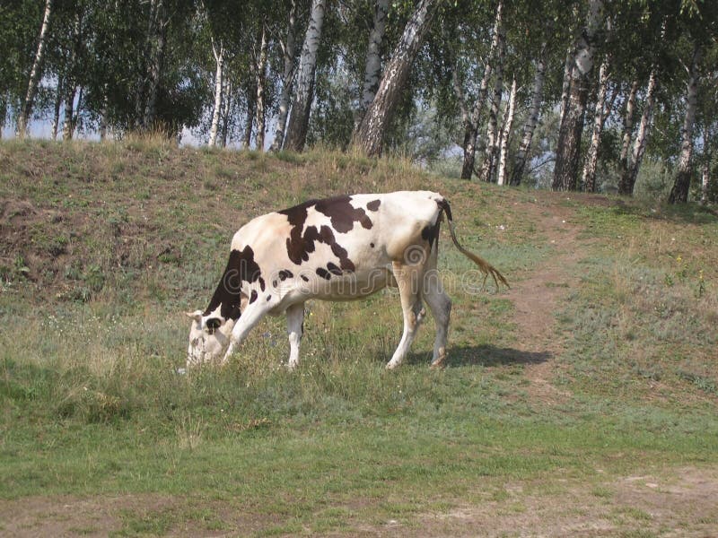 Cow for a walk stock photo. Image of animal, walk, nature - 211435554