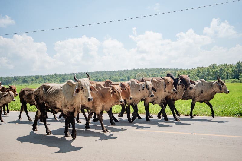 Cow walk on the road editorial stock photo. Image of cows - 156588103