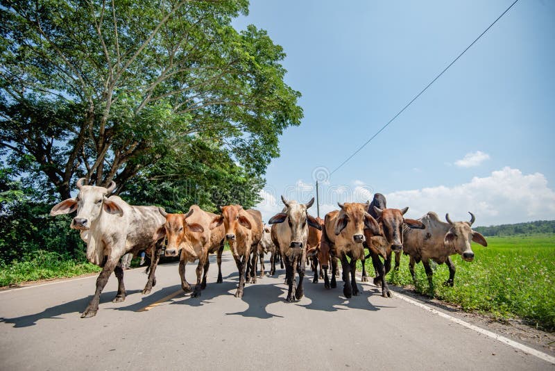 Cow walk on the road editorial stock photo. Image of pasture - 156588153