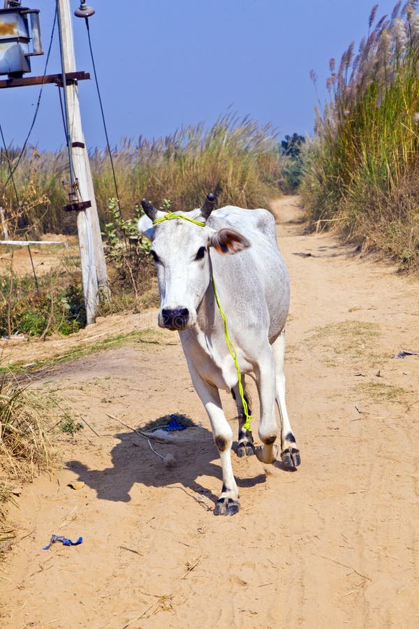 Cow Walking Along a Trail in Open Stock Photo - Image of asia, asian ...