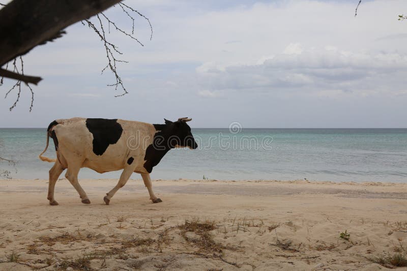 435 Cow Walking Beach Stock Photos - Free & Royalty-Free Stock Photos ...