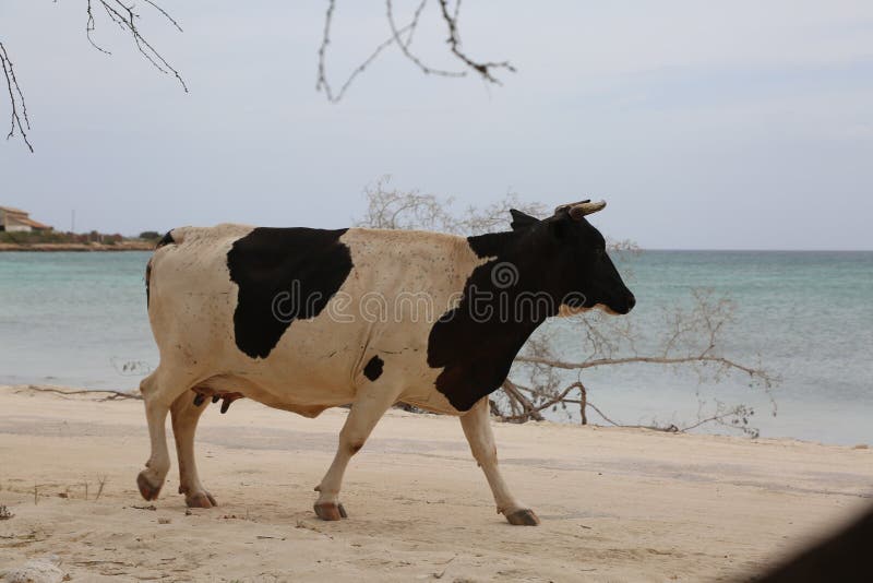 Cow walking in the beach stock image. Image of pedernales - 102239443