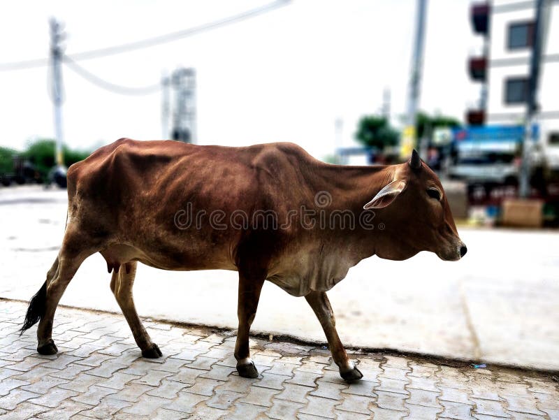 A Cow Walking on the Street and on the Main Road Stock Image - Image of ...