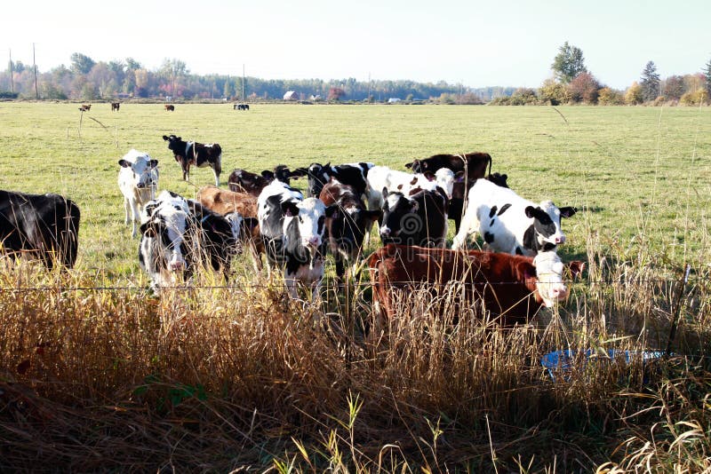 Cows coming home stock photo. Image of camera, walking - 159400756