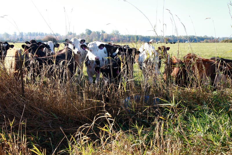 Cows coming home stock image. Image of field, walking - 159401129