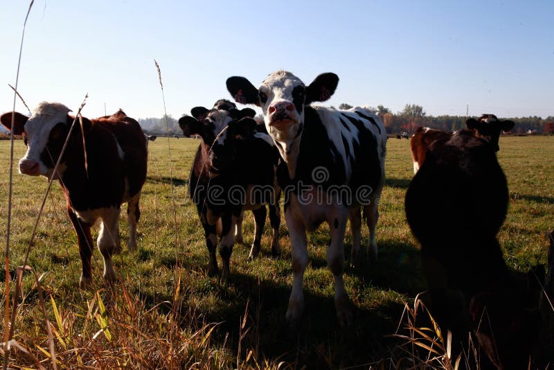 Cows coming home stock image. Image of field, camera - 159400497