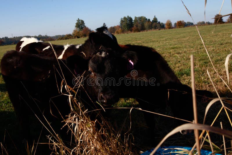 Cows coming home stock image. Image of coming, camera - 159400517