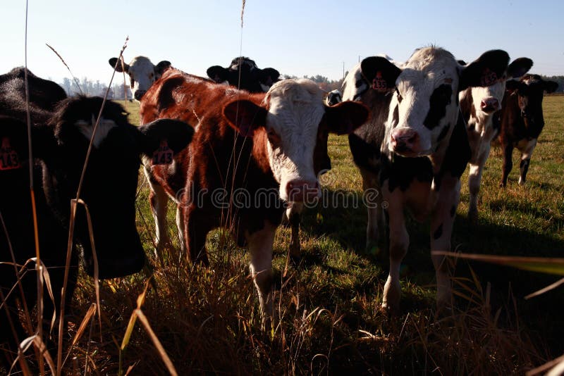 Cows coming home stock photo. Image of home, camera - 159400556