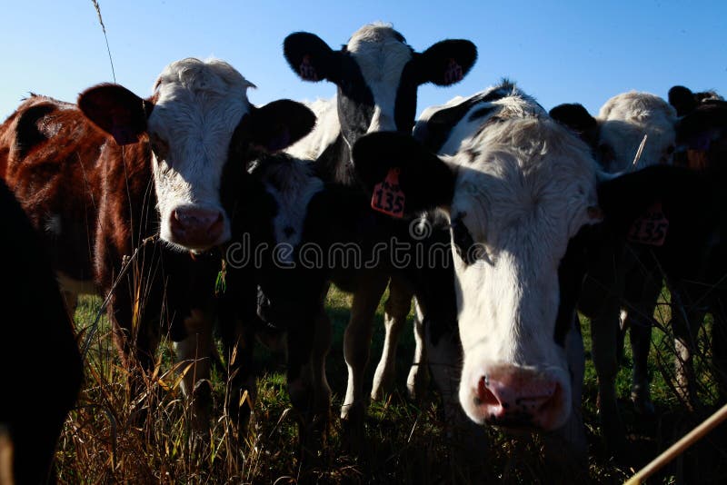 Cows coming home stock photo. Image of cows, camera - 159400576