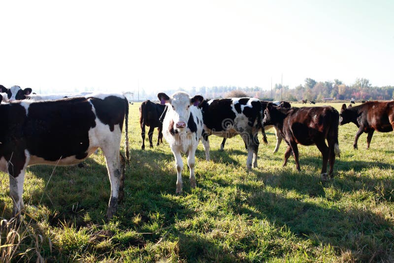 Cows coming home stock image. Image of walking, coming - 159401065
