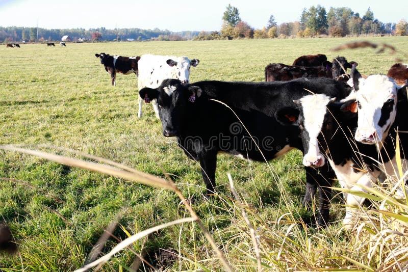 Cows coming home stock photo. Image of coming, camera - 159401106