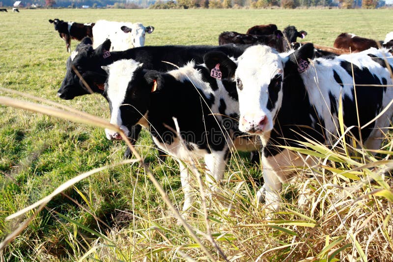 Cows coming home stock image. Image of walking, coming - 159401065