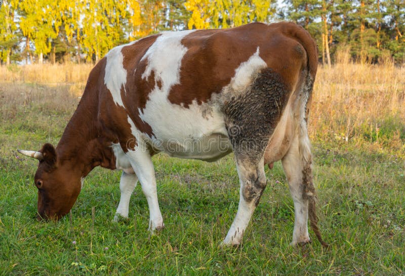 A Cow Walks Down the Street in a Russian Village Stock Image - Image of ...