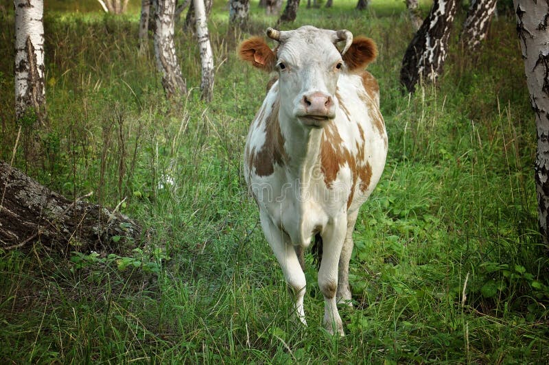 A Cow Walks in the Forest Along the Trees and Grass Stock Image - Image ...