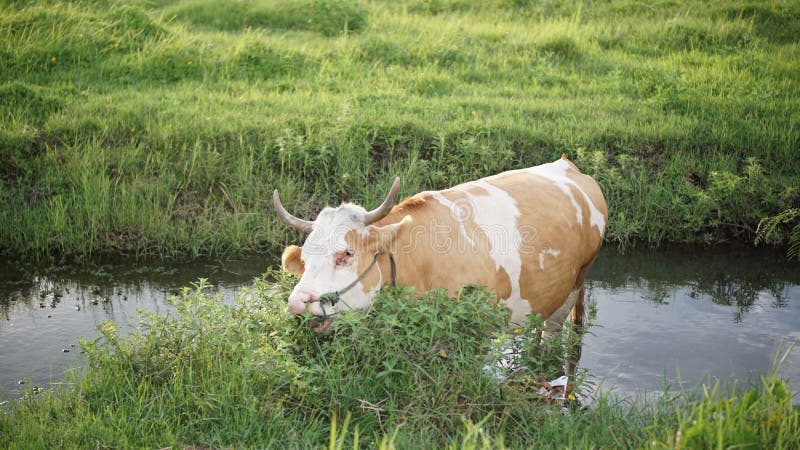 A Cow Wallows in a Puddle in a Meadow Stock Photo - Image of puddle ...