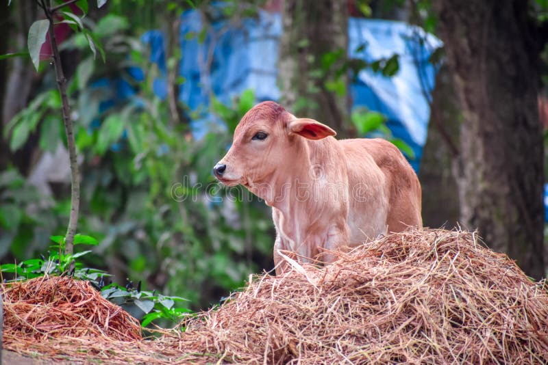 The cow. stock image. Image of wildlife, beautiful, green - 135024579