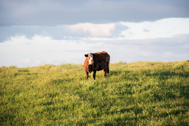 Cow by the fileds stock photo. Image of eating, bush - 98965498