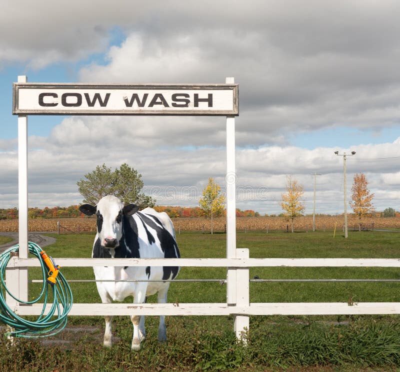 Cow Wash stock photo. Image of cattle, awaiting, bovine - 237166426