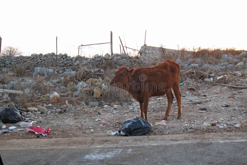 Cow in the waste editorial photography. Image of mammal - 110671147