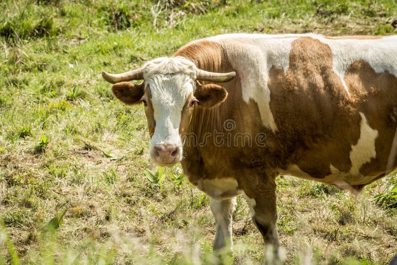 The Cow Watching at the Camera Stock Photo - Image of rural, summer ...