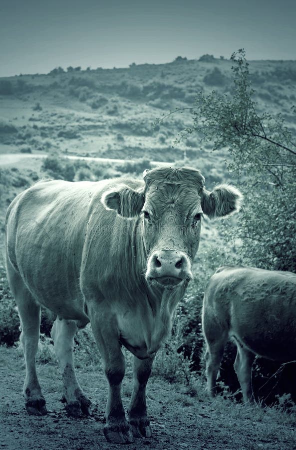 Cow watching stock photo. Image of cattle, bovine, beautiful - 84727114