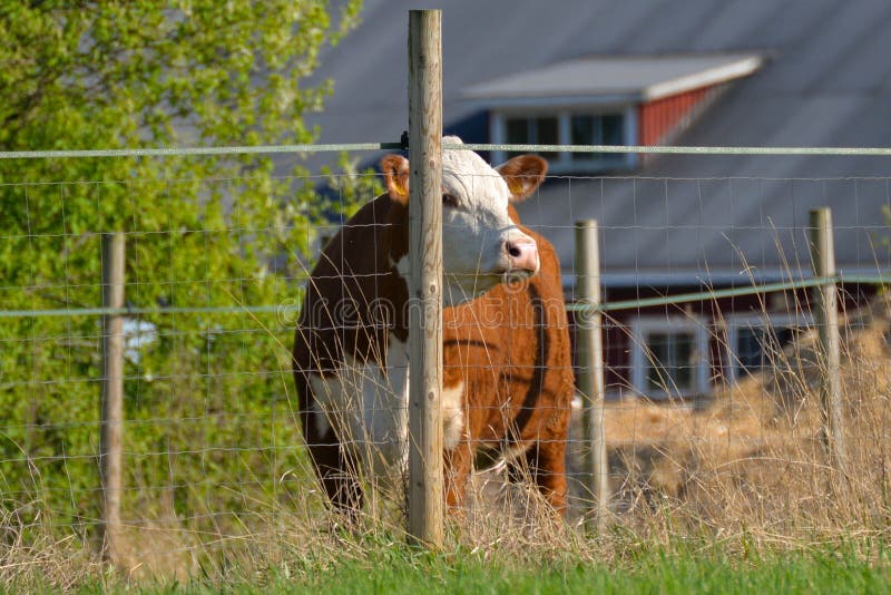 Cow stock photo. Image of beauty, beautiful, grass, green - 71357140