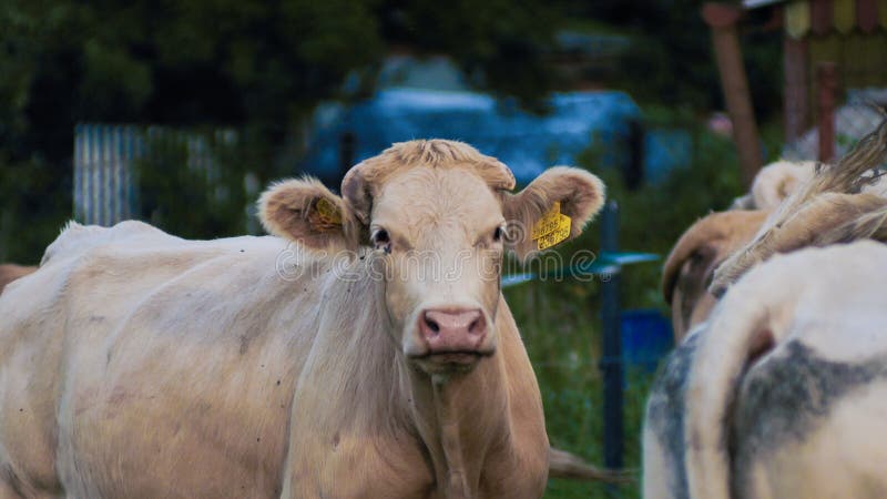 The cow stock photo. Image of nature, farm, watching - 93826082