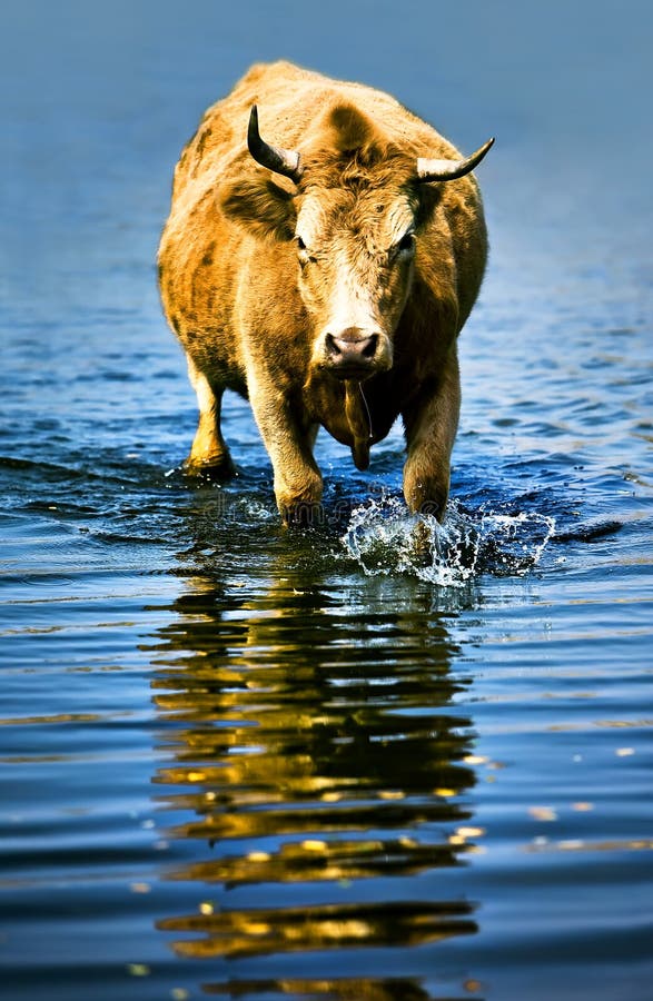 The cow in water stock image. Image of powerful, male - 11131223